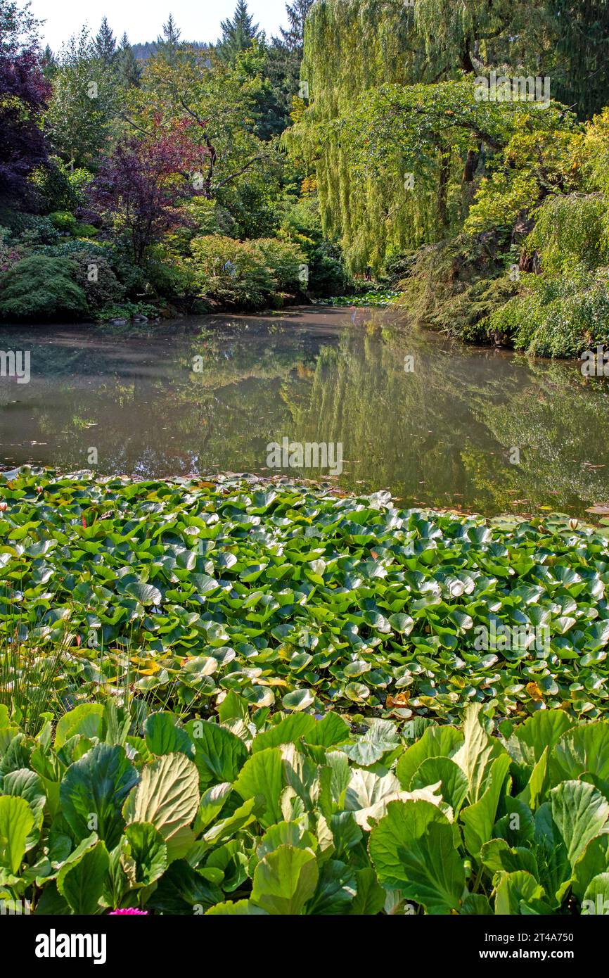 Quarry Lake in the Sunken Garden, Butchart Gardens Stock Photo - Alamy