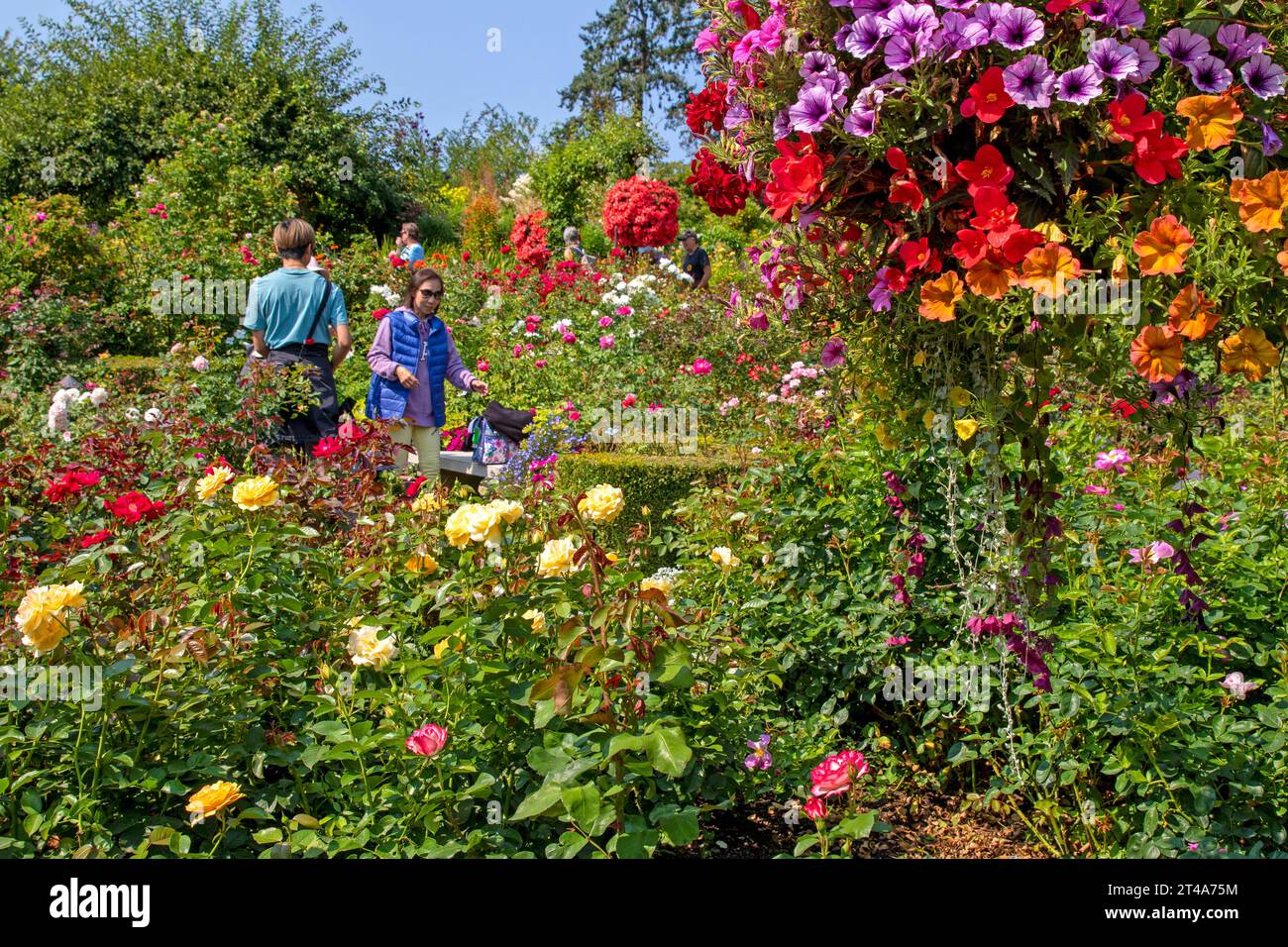 Rose Garden, Butchart Gardens Stock Photo - Alamy