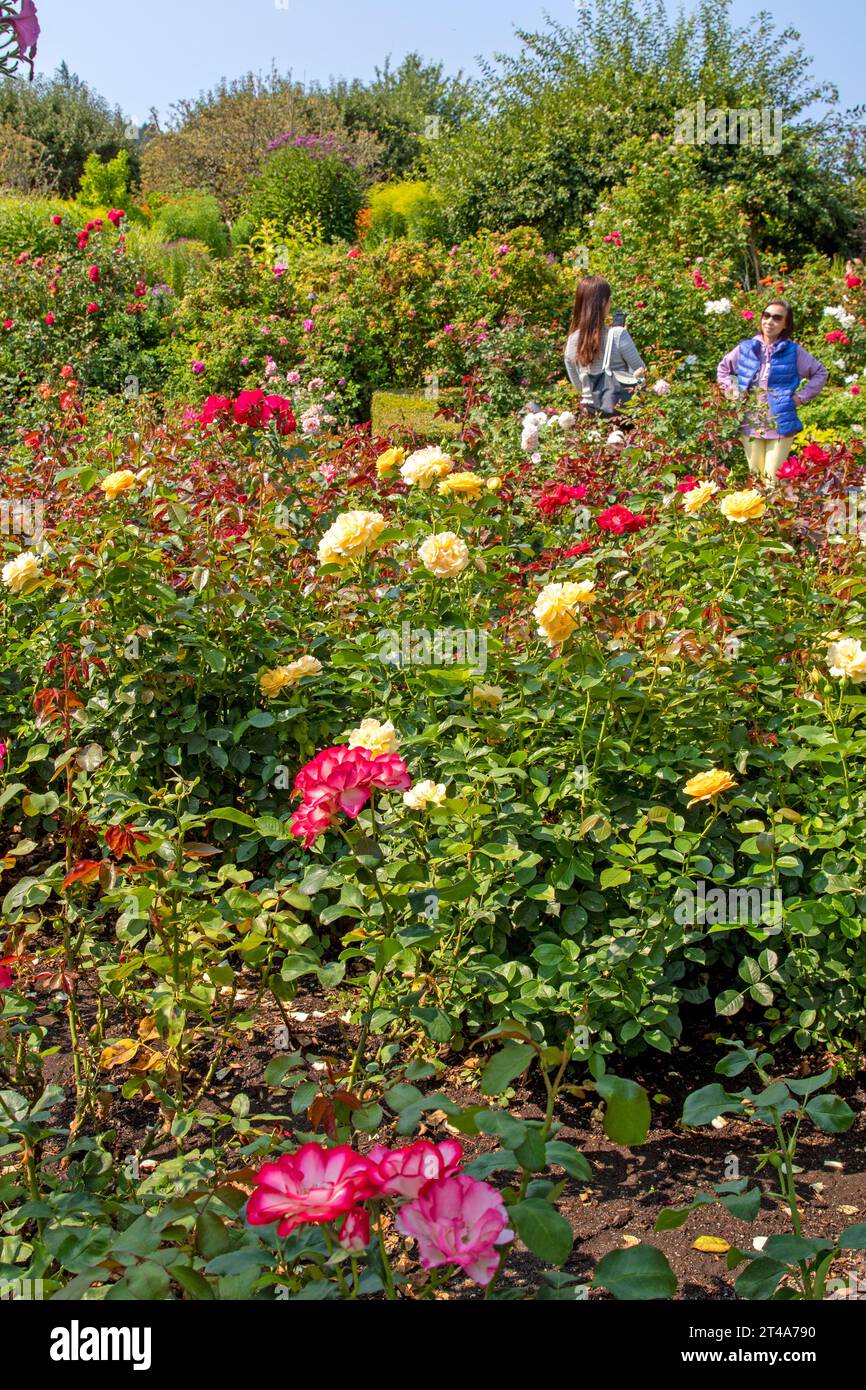 Rose Garden, Butchart Gardens Stock Photo - Alamy