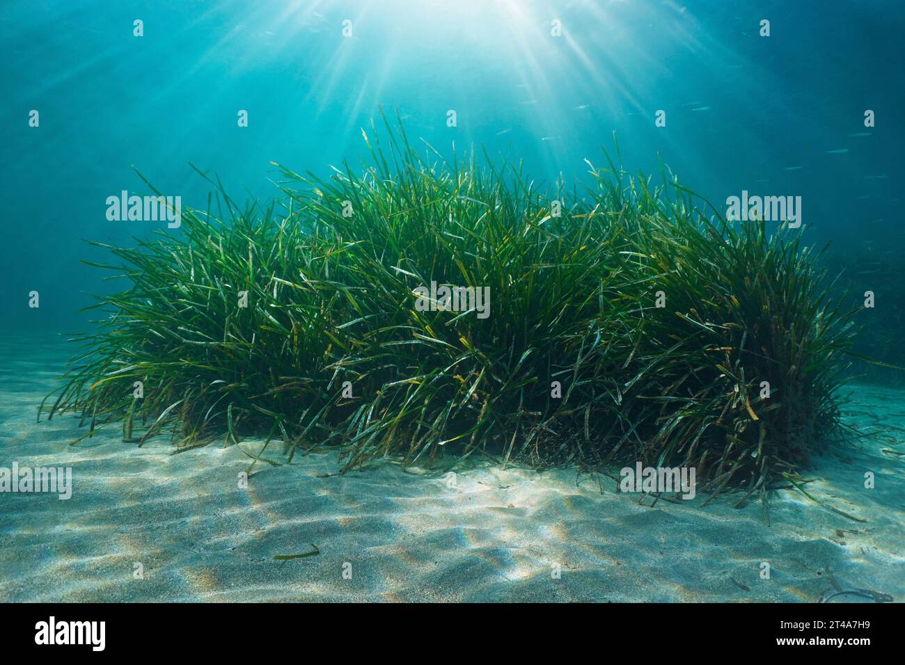 Seagrass on a sandy seabed with sunlight underwater in the ...