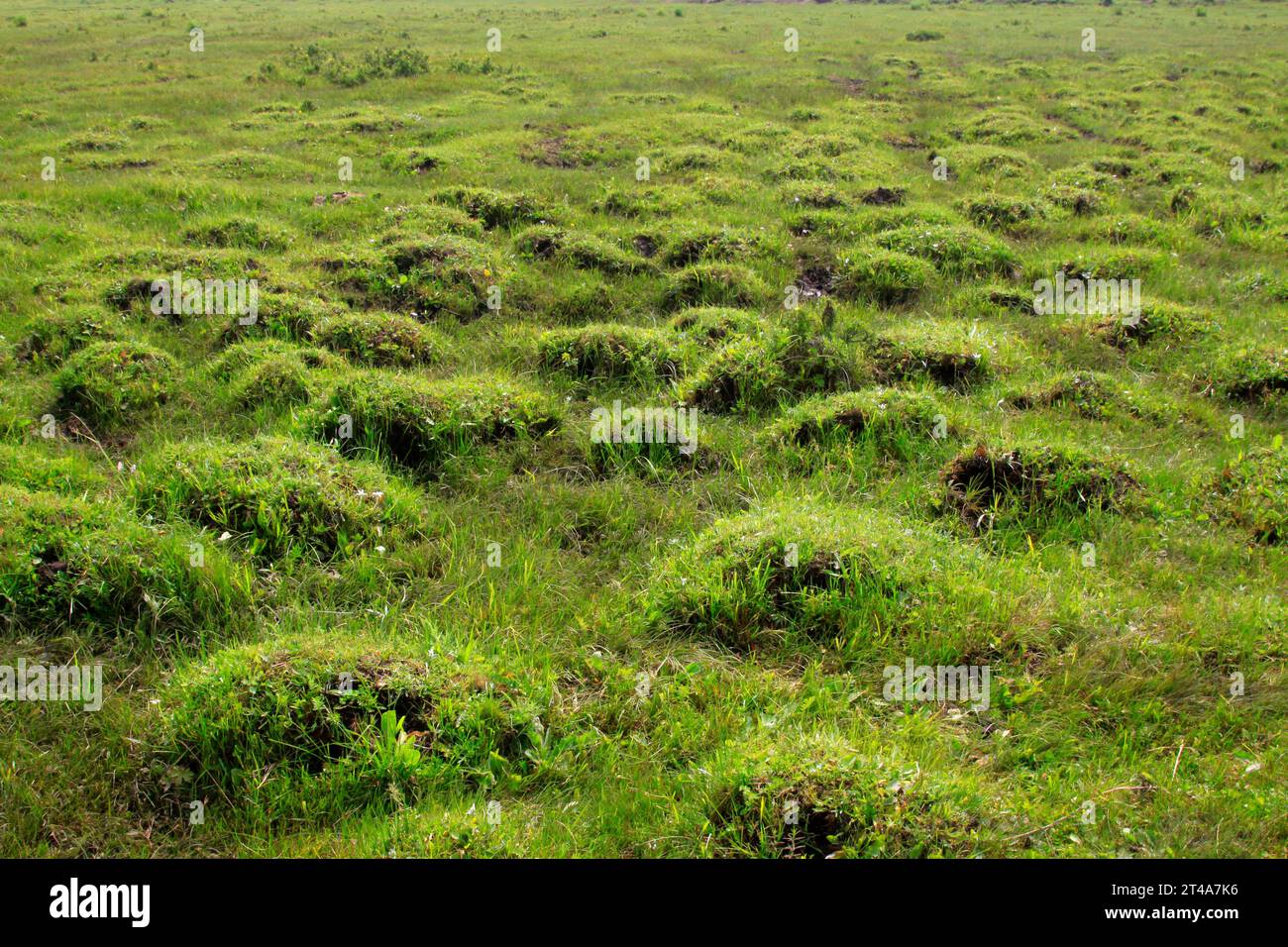 Grassland natural scenery, closeup of photo Stock Photo - Alamy