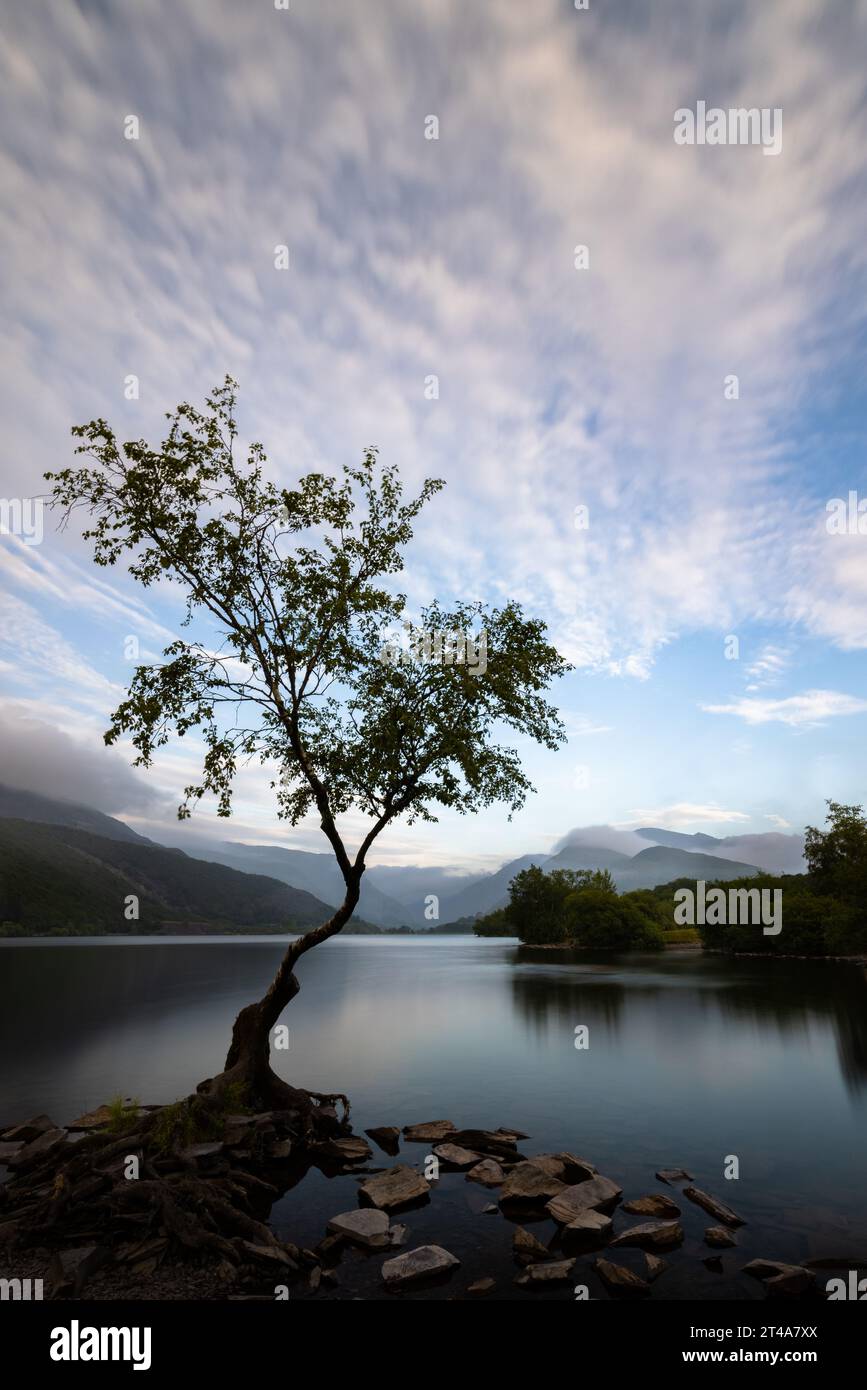 The lonely tree of Llanberis standing at the edge of Llyn Padarn ...