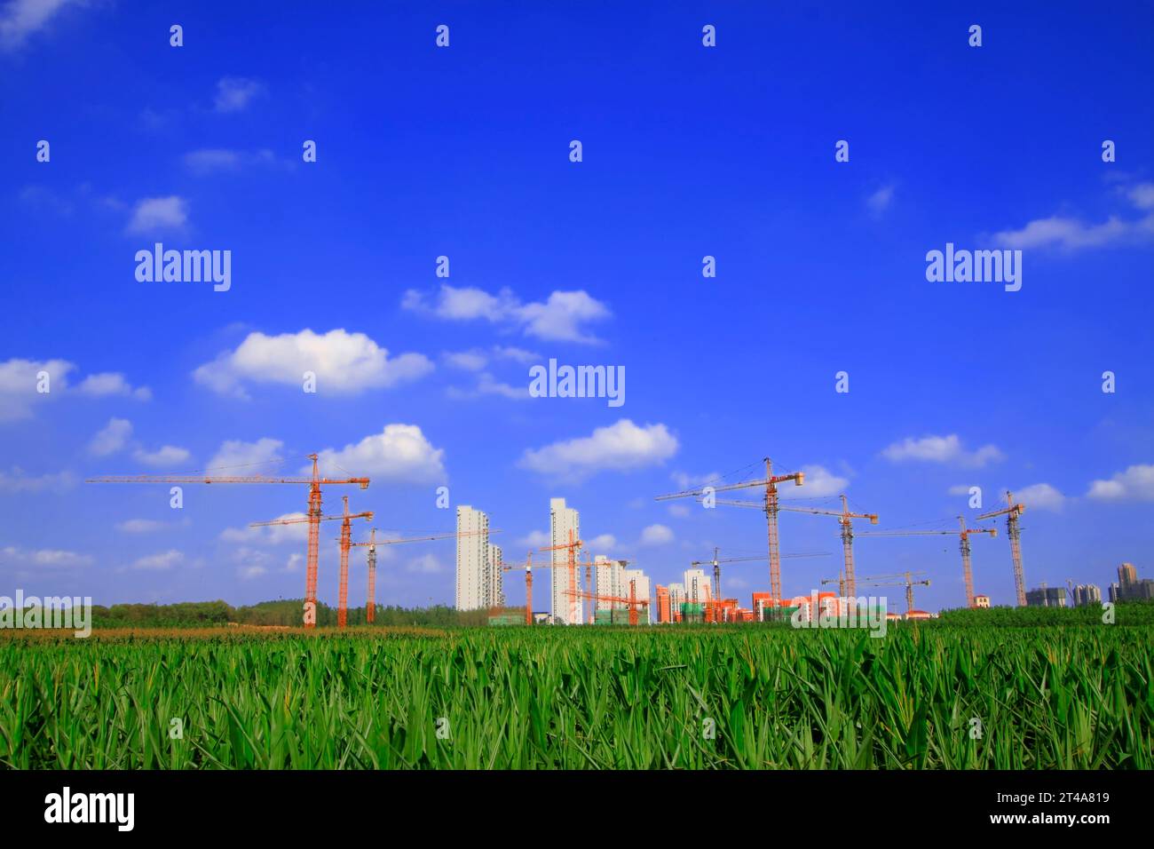 Crops and construction site, closeup of photo Stock Photo - Alamy