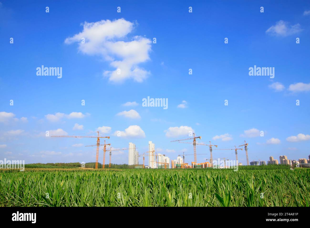 Crops and construction site, closeup of photo Stock Photo - Alamy