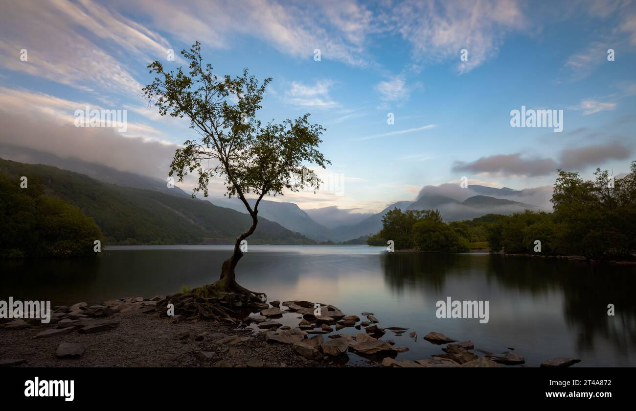 Lonely tree of llyn padarn hi-res stock photography and images - Alamy