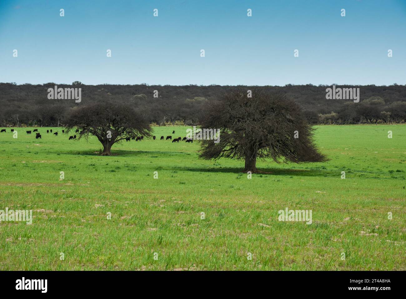 Pampas countryside landscape, La Pampa province, Patagonia, Argentina ...