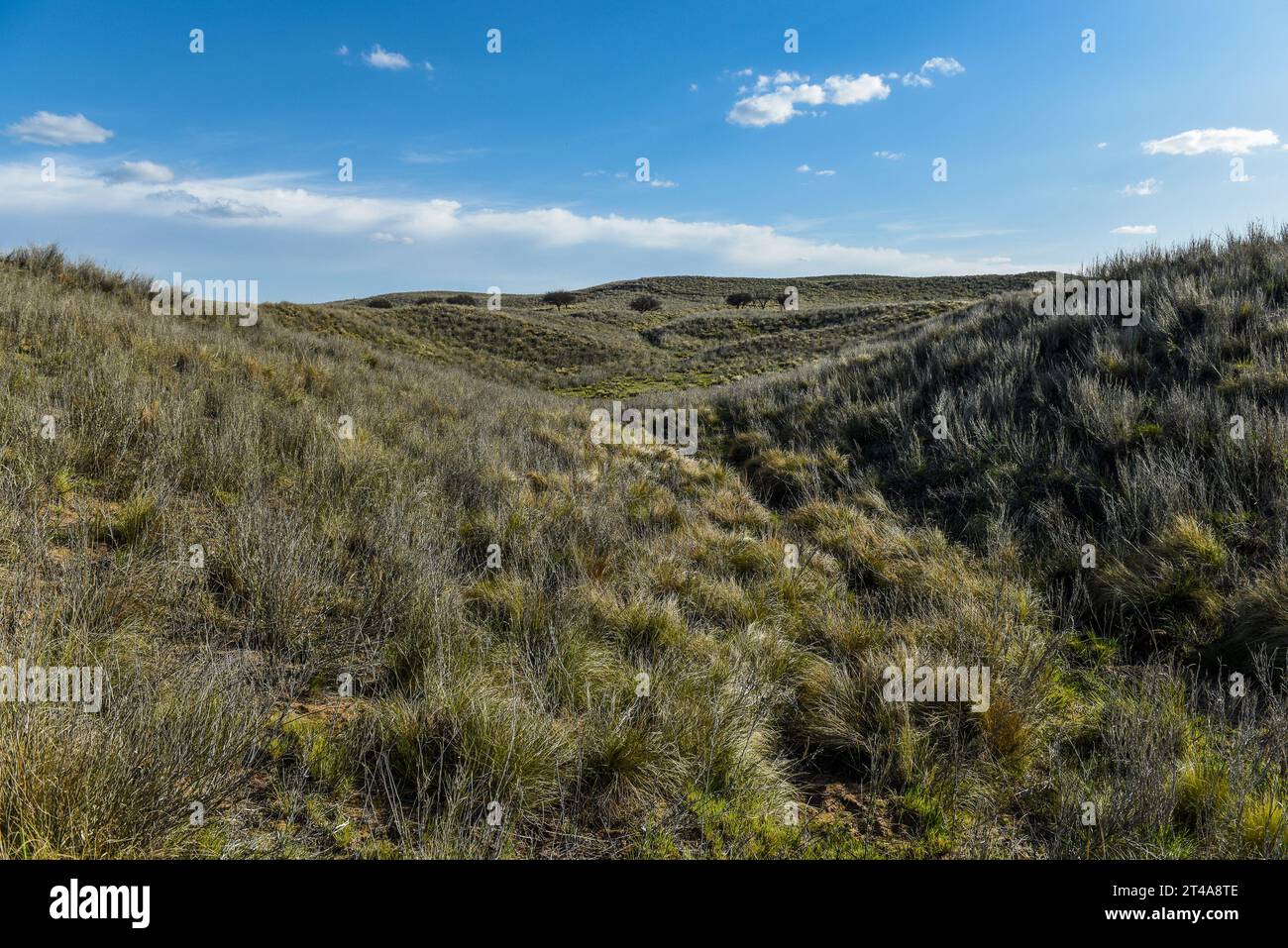 Pampas grass landscape, La Pampa province, Patagonia, Argentina Stock ...