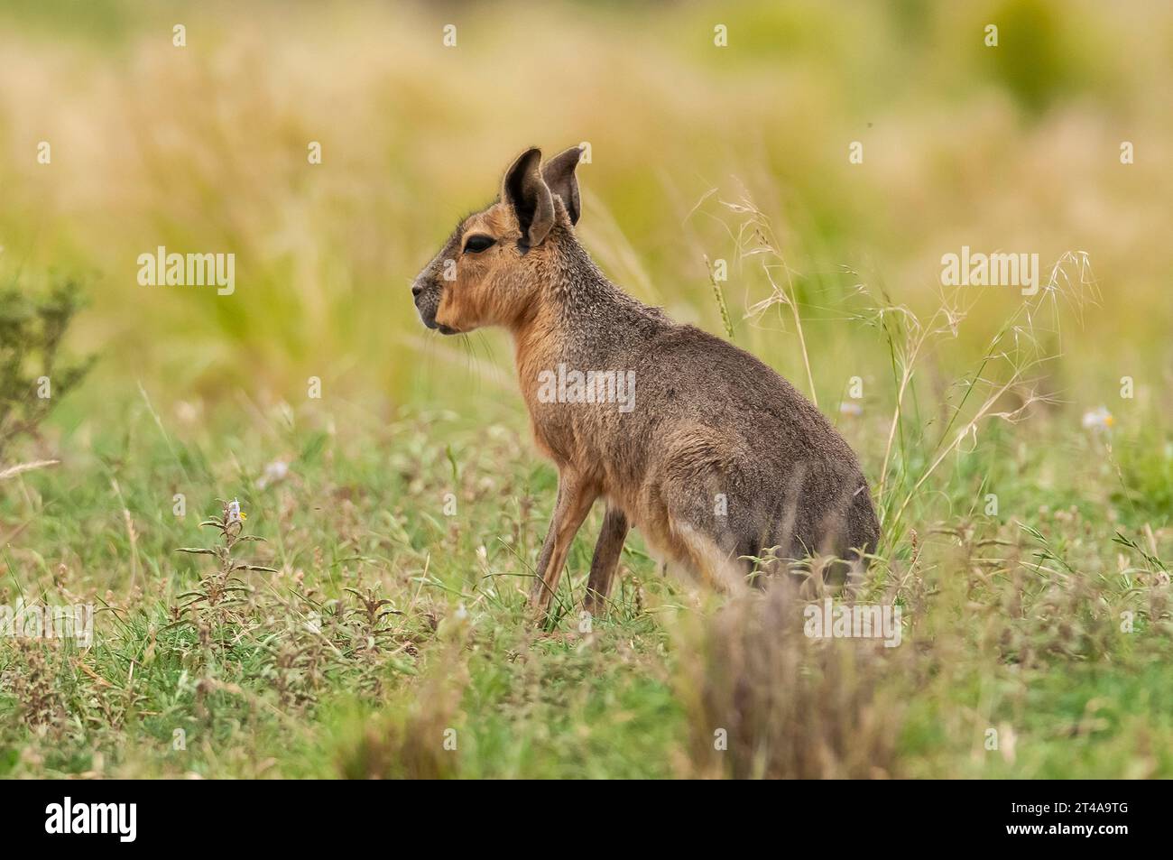 Patagonian cavi in Pampas grassland environment, La Pampa Province ...