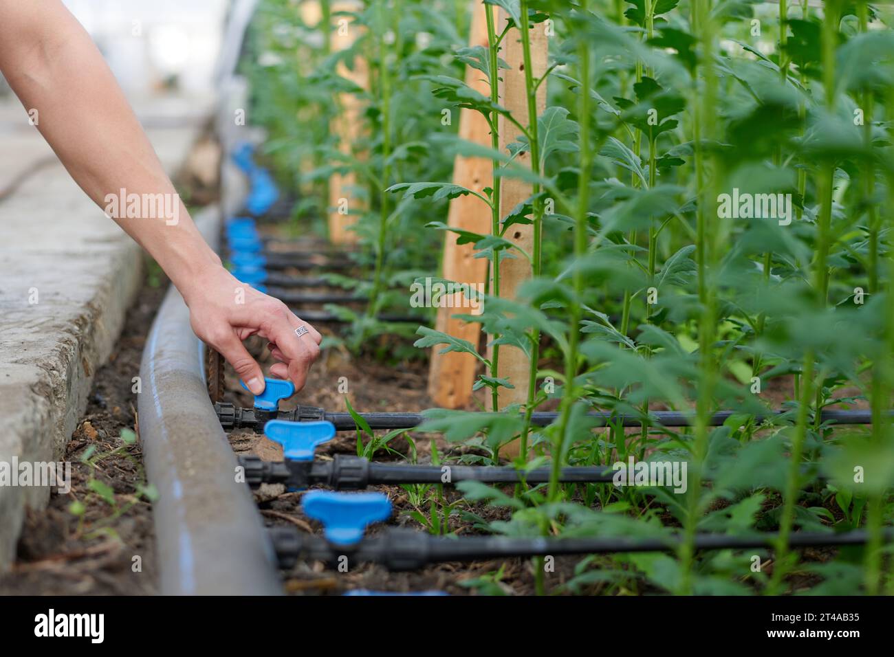 Hand of young female farmer switching on system of irrigation while ...