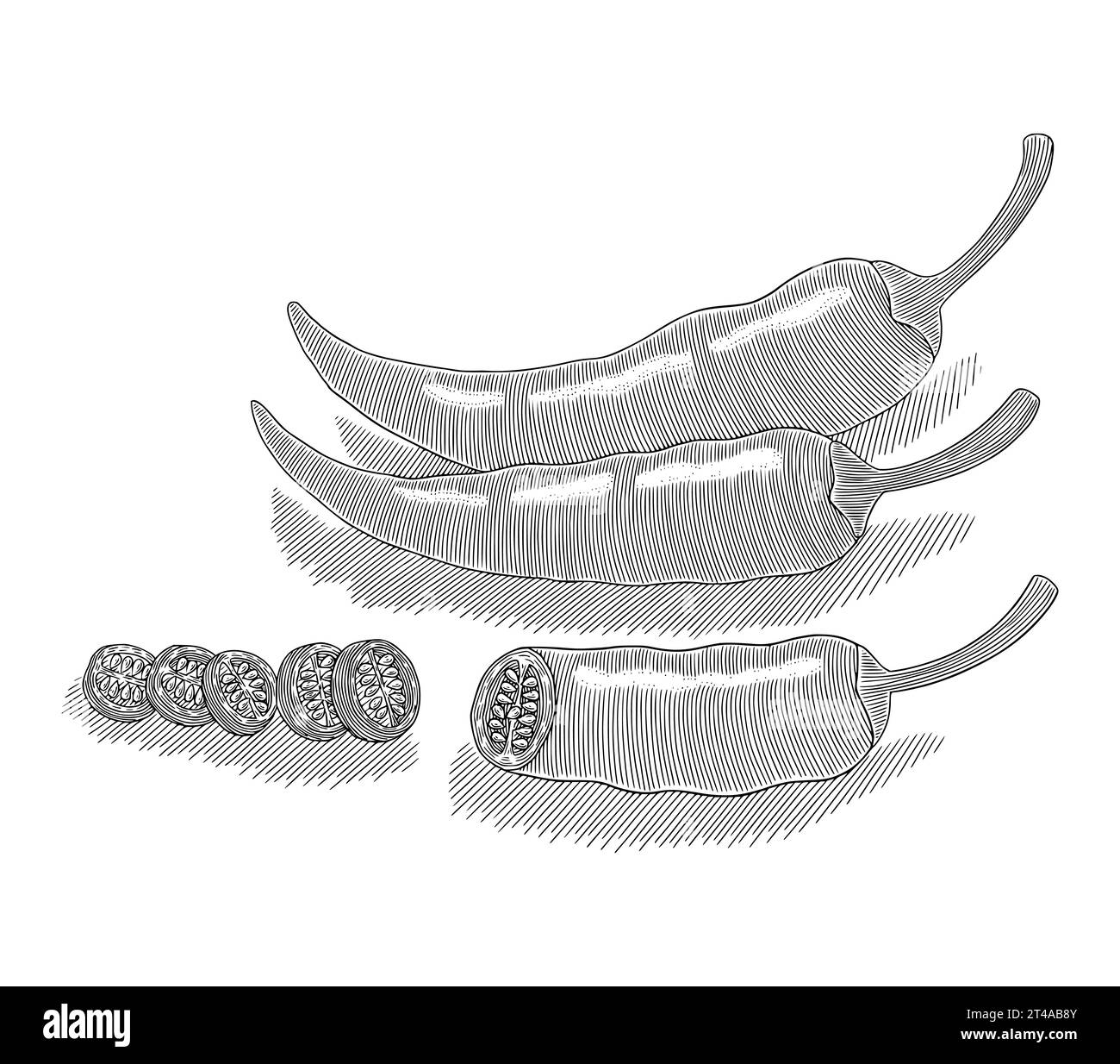 Whole pepper chili and slice, Vintage engraving drawing style vector ...