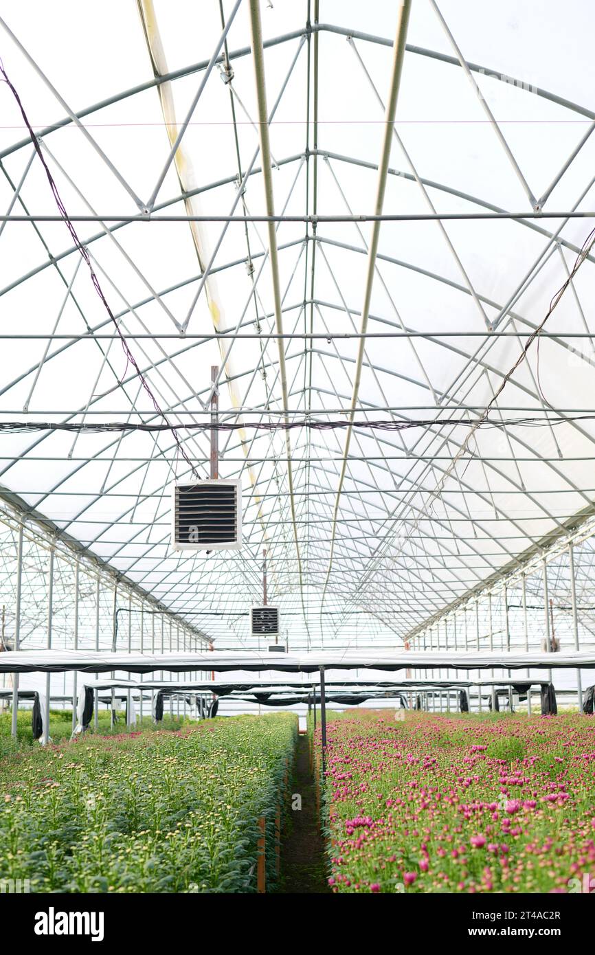 Part of spacious industrial greenhouse with wide and long flowerbeds ...