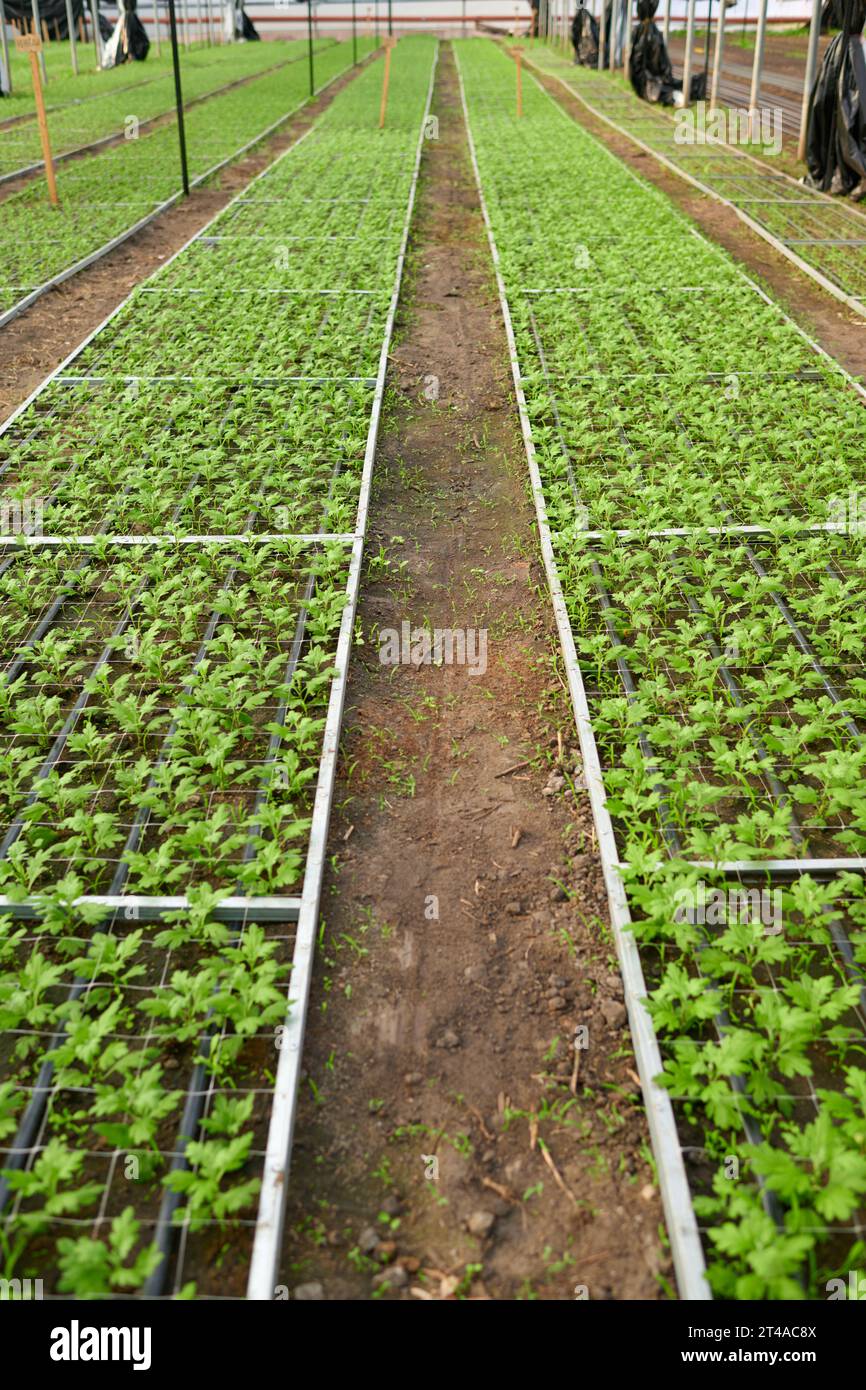 Long aisle between two wide flowerbeds with green seedlings stretching ...