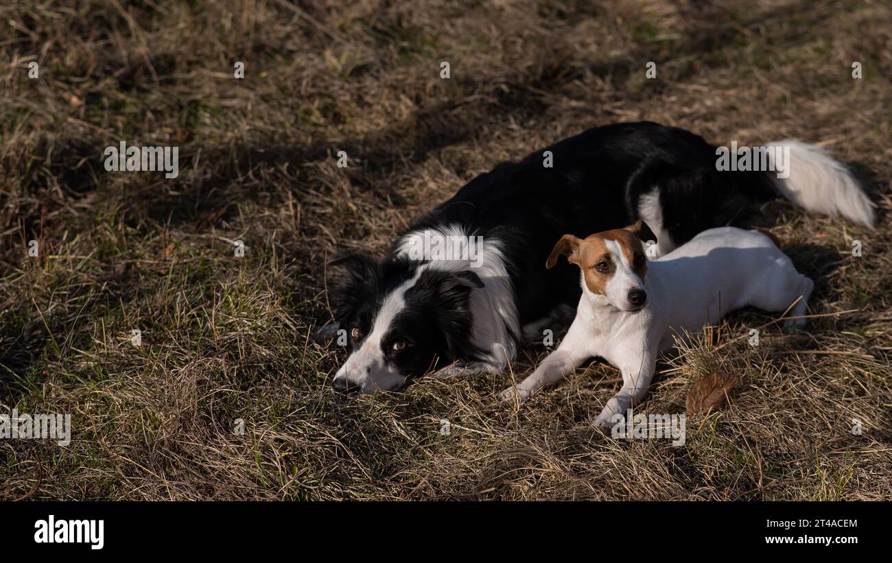 Dog jack russell terrier and border collie lie on yellow autumn grass ...
