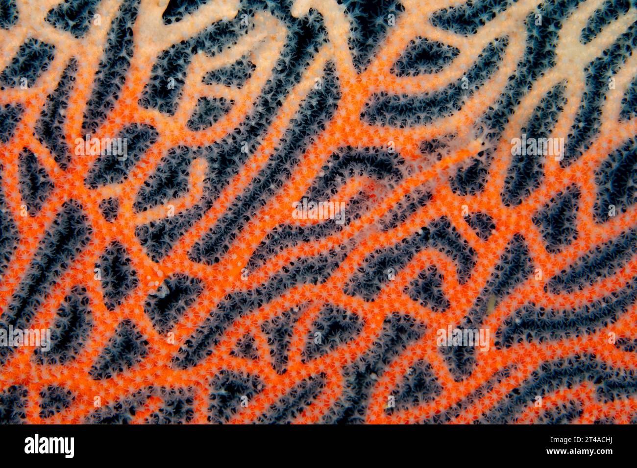 Biodiversity coral reefs red sea hi-res stock photography and images ...