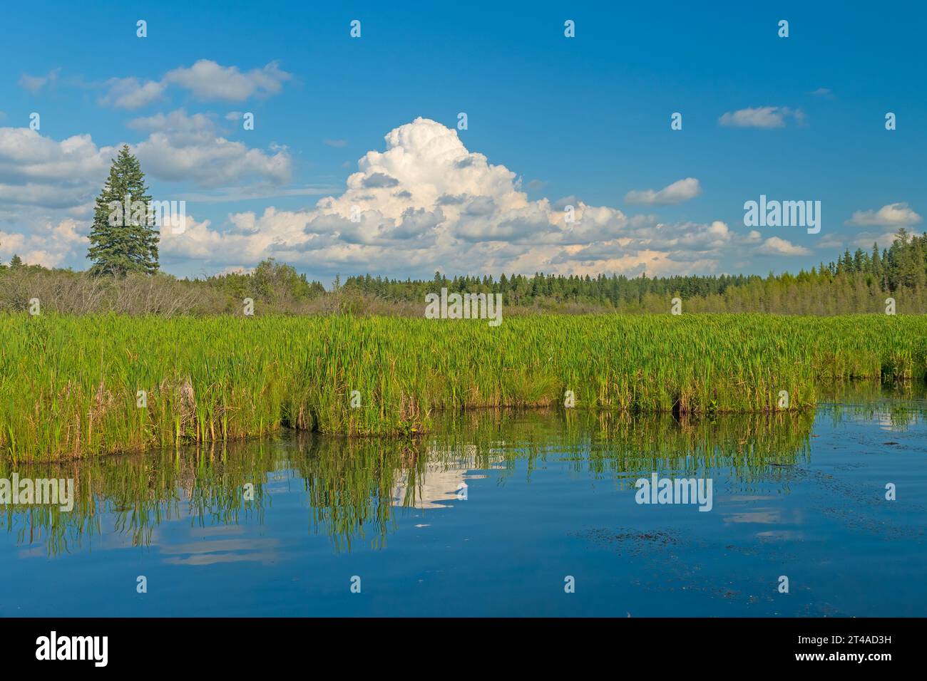 Cumulonimbus Cloud Behind a Wetland Marsh on Ominnik Marsh in Riding ...