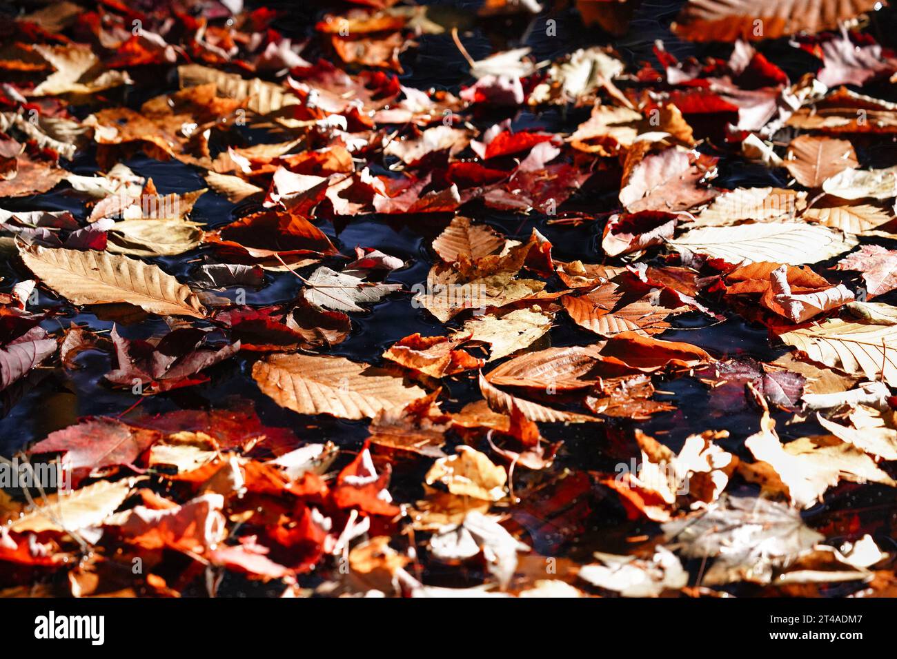 Scenes of autumn foliage Stock Photo - Alamy