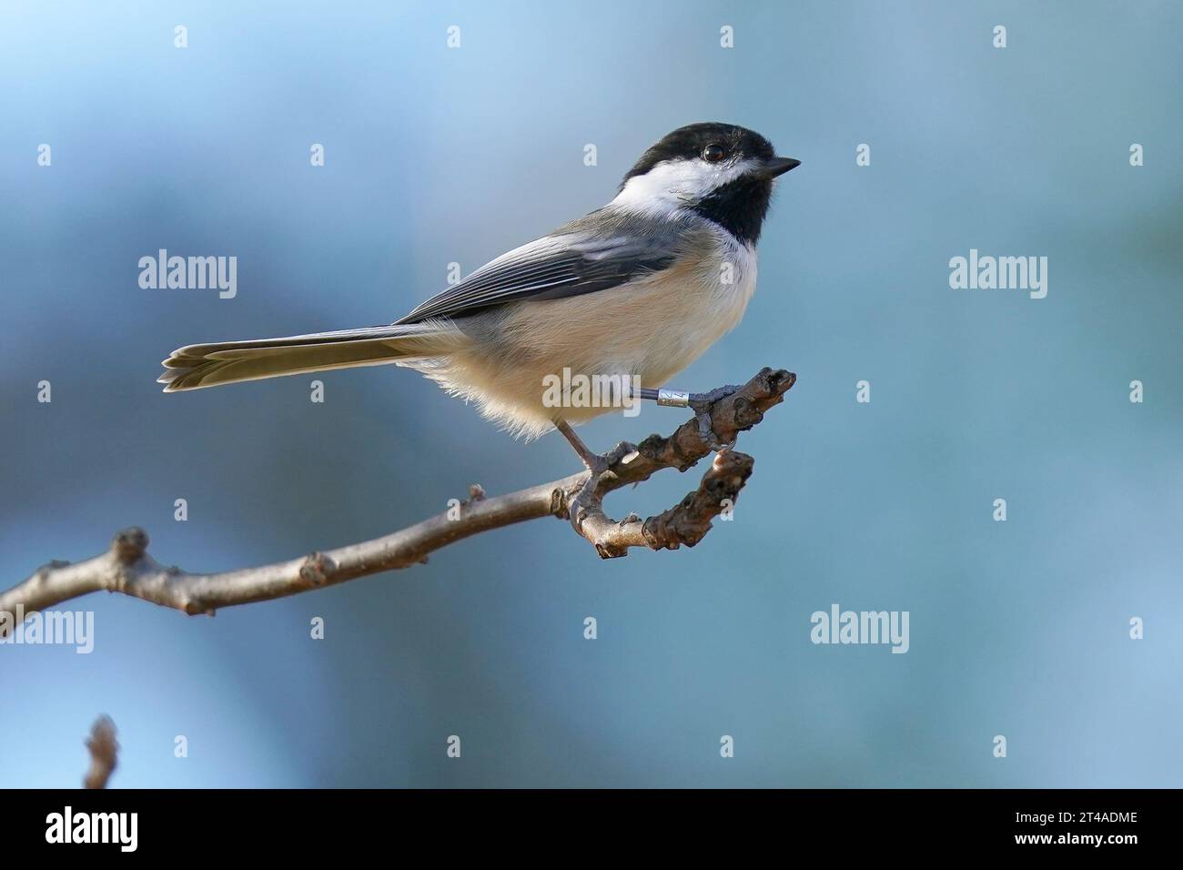 Black-capped chickadee sitting on a branch Stock Photo - Alamy