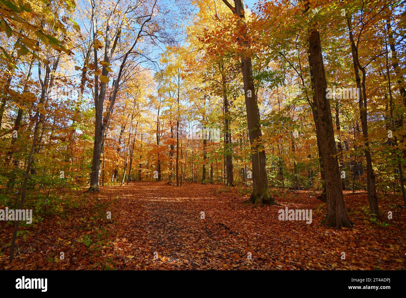 Foliage change colors hi-res stock photography and images - Alamy