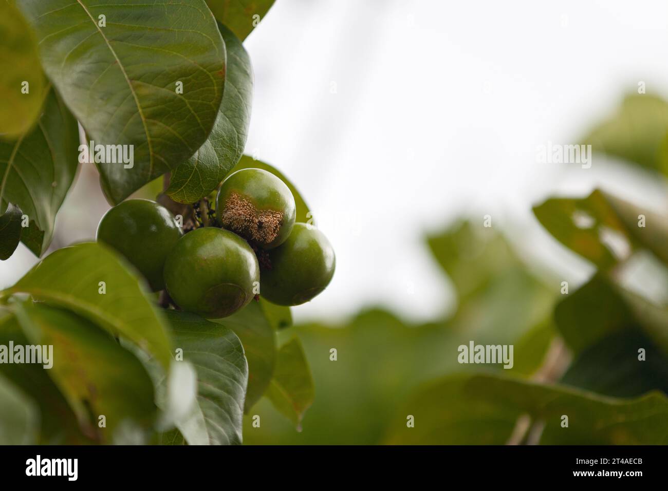 Spanish-tamarind (Vangueria madagascariensis) are known in Reunion ...