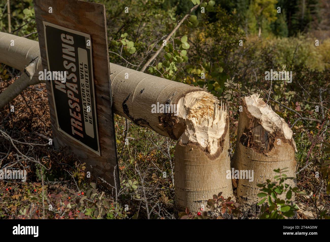 What the beavers thought of the "No Trespassing" sign Stock Photo - Alamy