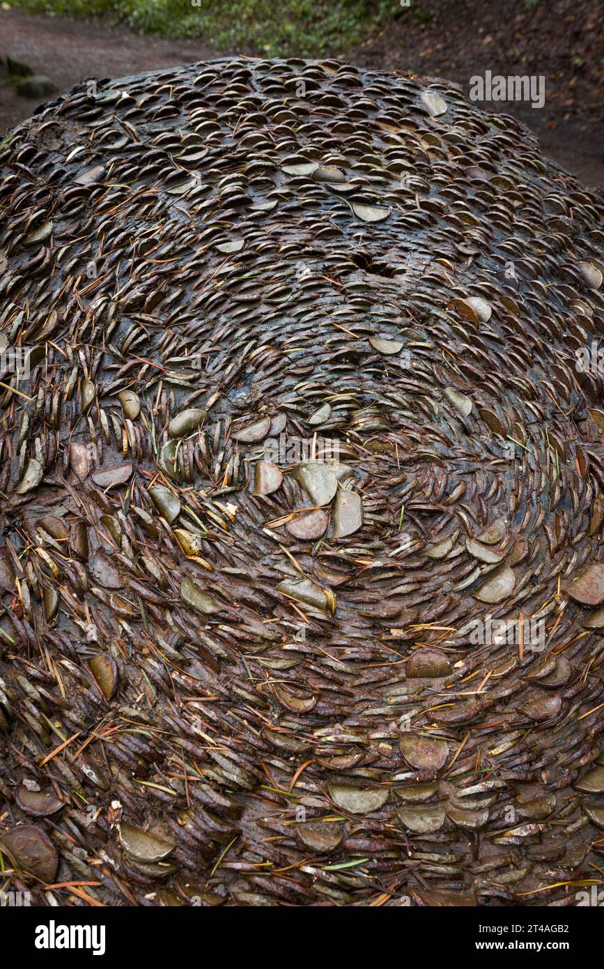 Coin log at The hermitage, Perthshire, Scotland Stock Photo - Alamy