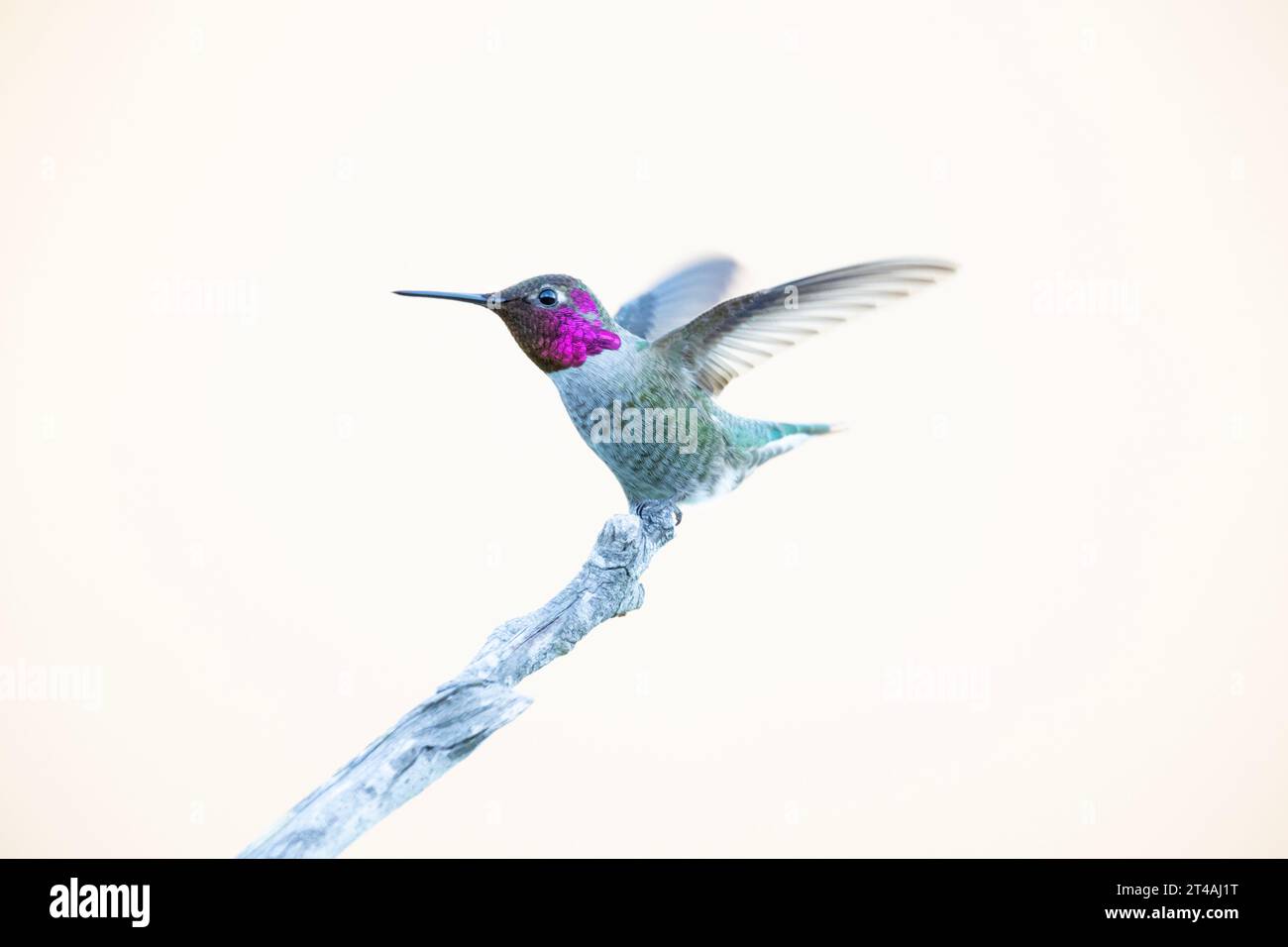 Anna's Male Hummingbird Landing on Perch Stock Photo - Alamy