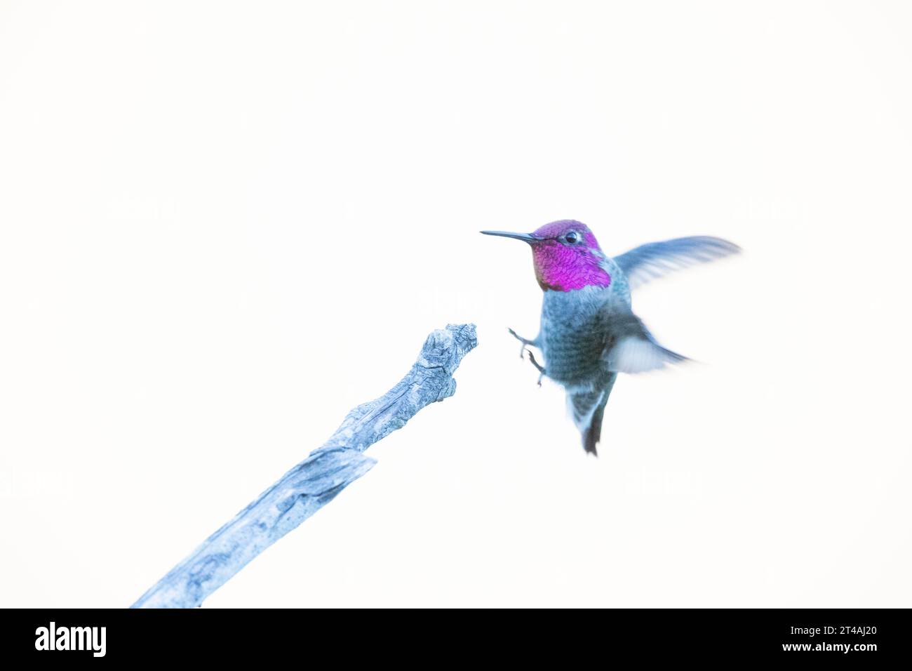 Anna's Male Hummingbird Landing on Perch Stock Photo - Alamy