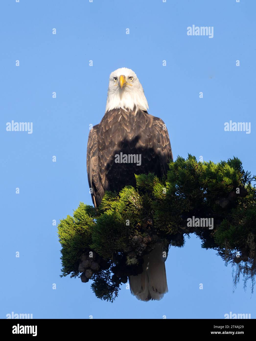 Bald eagle adult in pine tree facing camera hi-res stock photography ...