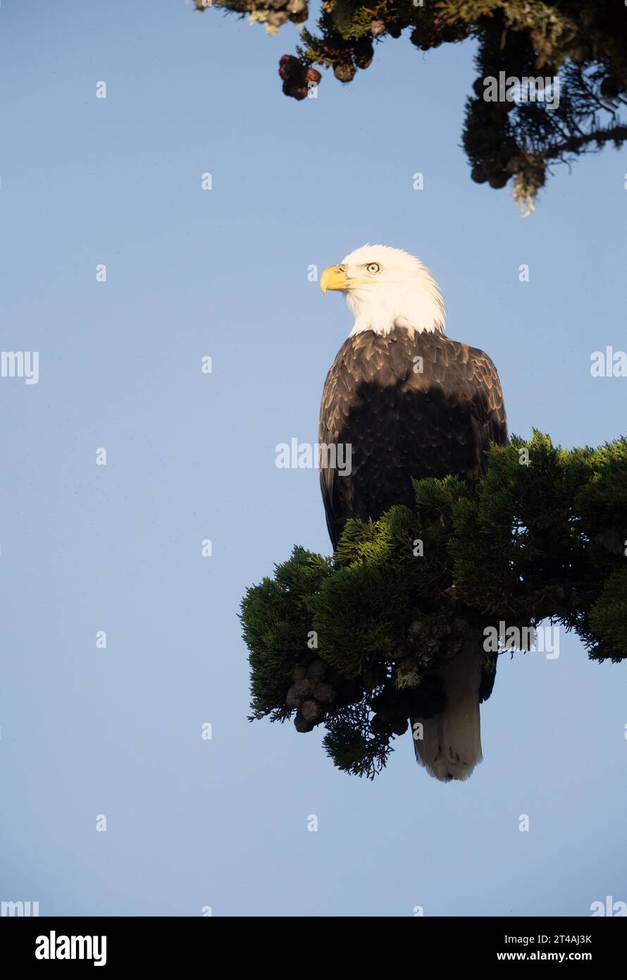 Adult bald eagle in tree hi-res stock photography and images - Alamy