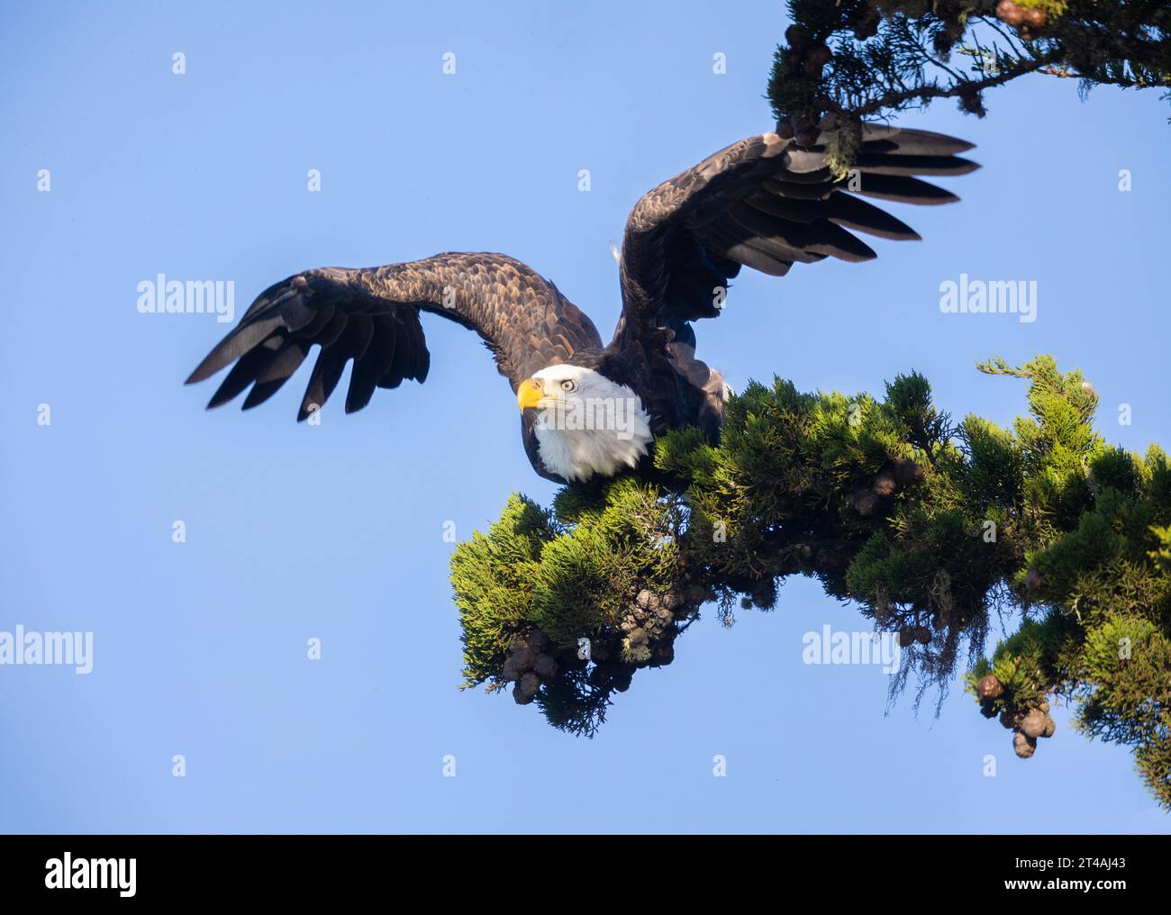 Bald eagle adult taking off from pine tree hi-res stock photography and ...