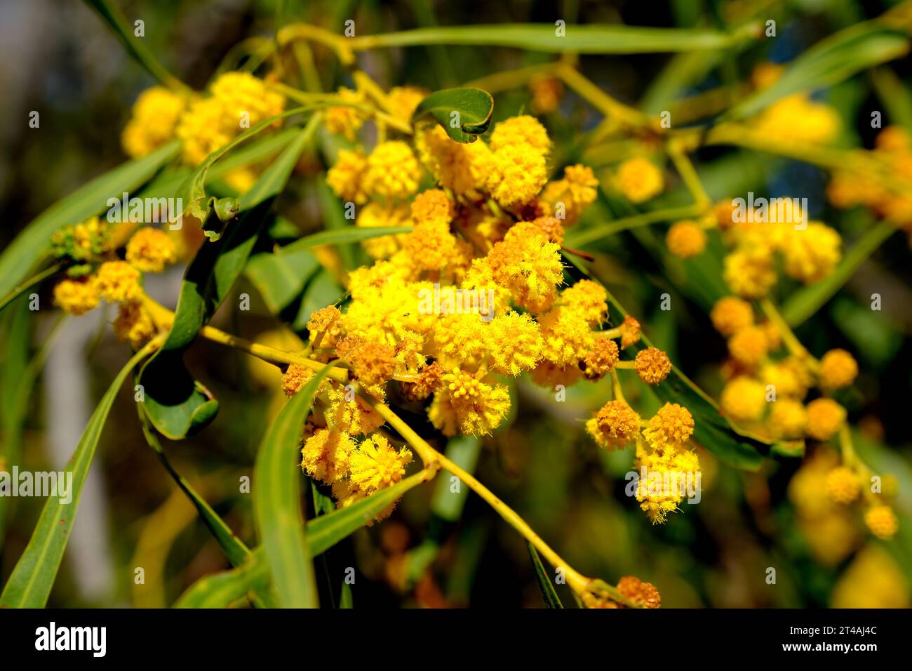 Wattle flowering mimosa acacia native flowers fabaceae tree wood flower ...