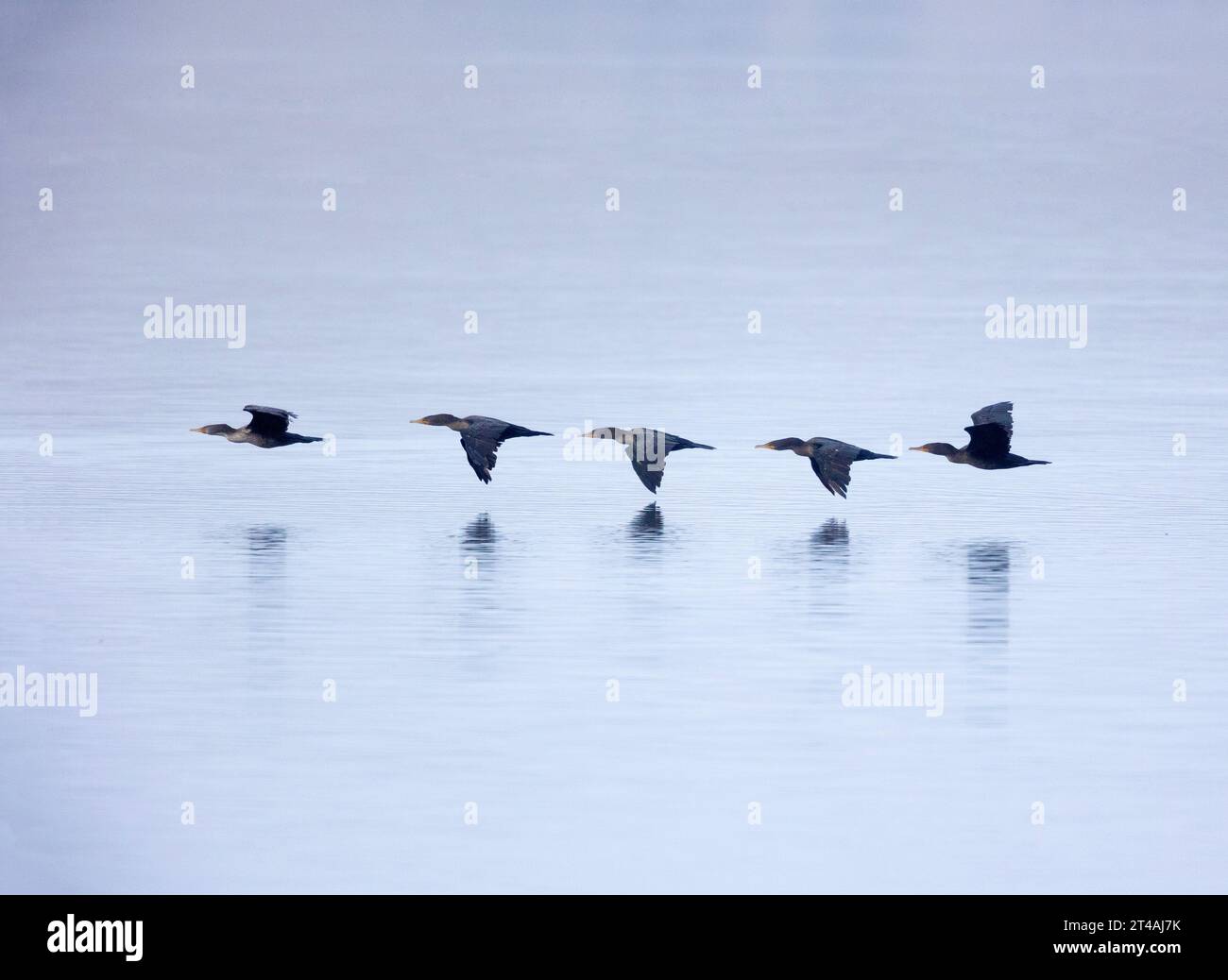 Five Double crested Cormorants Flying Low over Water Stock Photo - Alamy