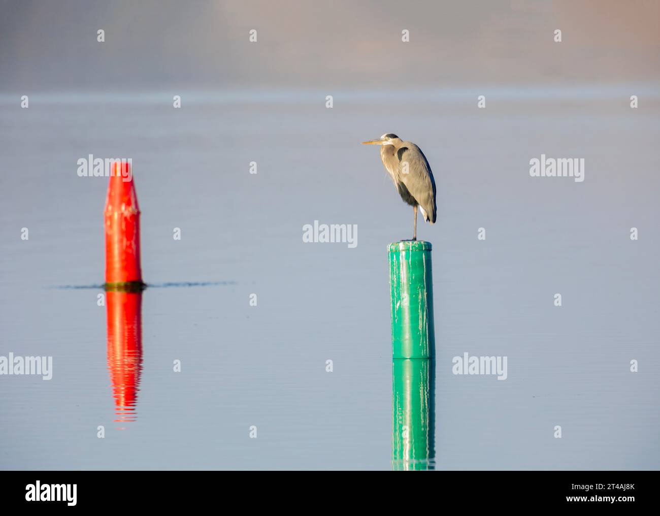 Great Blue Heron Sleeping on Green Pylon in Water Stock Photo - Alamy