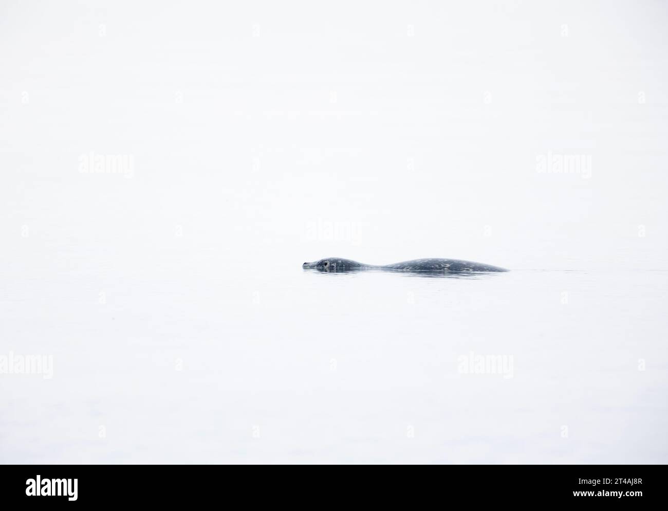 Harbor Seal Breaking Surface of water Stock Photo - Alamy
