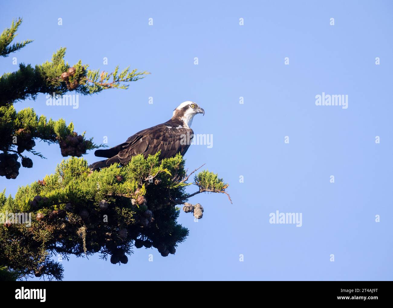 In pine tree hi-res stock photography and images - Alamy