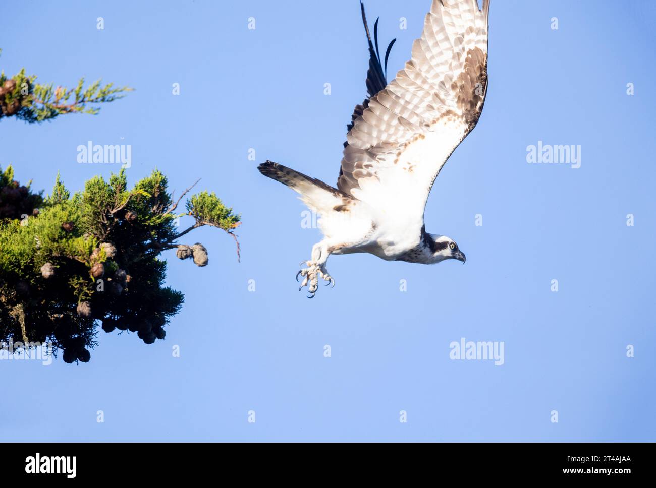 Osprey taking off from pine tree Stock Photo - Alamy