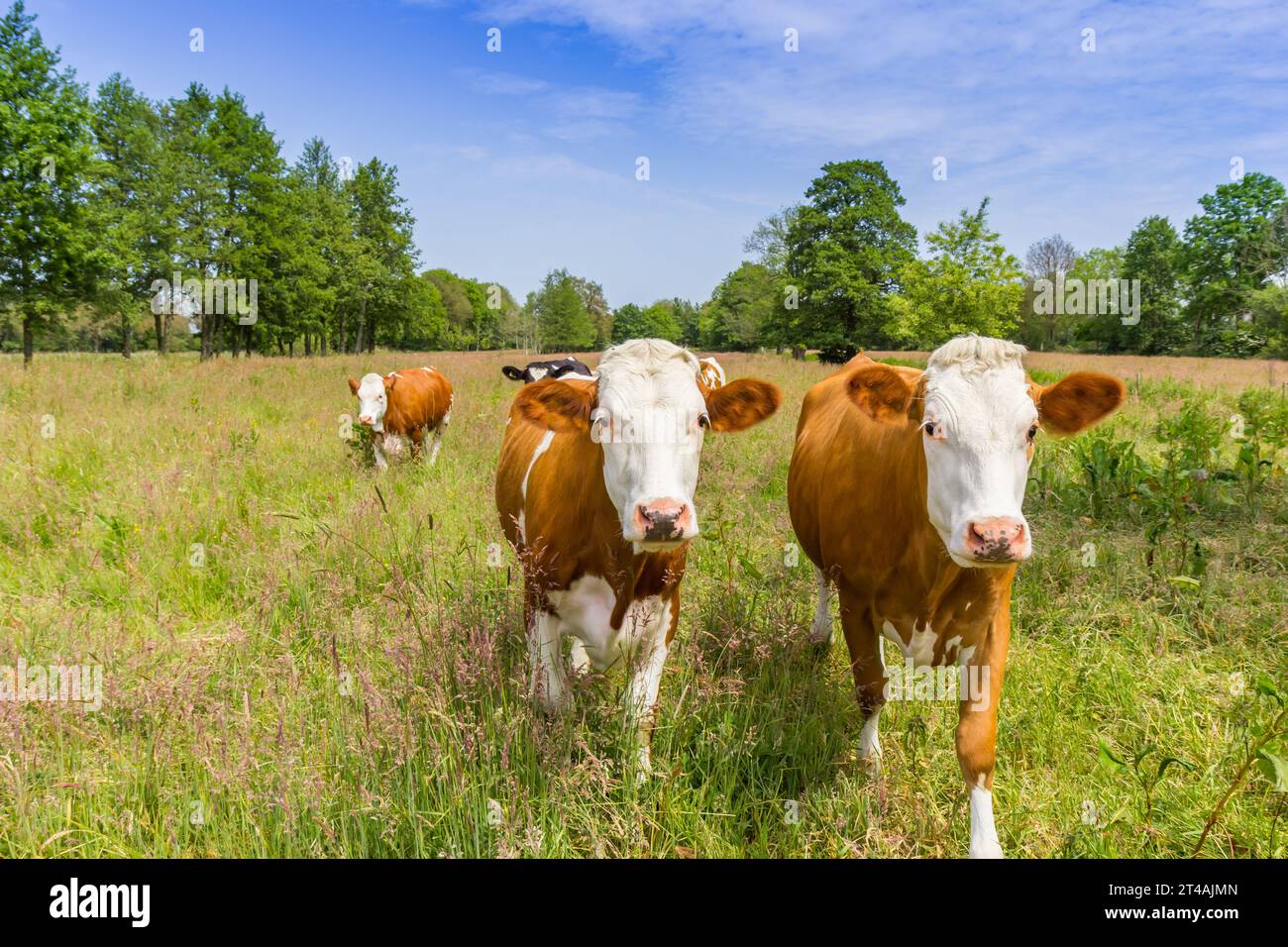 Curious brown holstein cows in the landscape of Drenthe, Netherlands ...