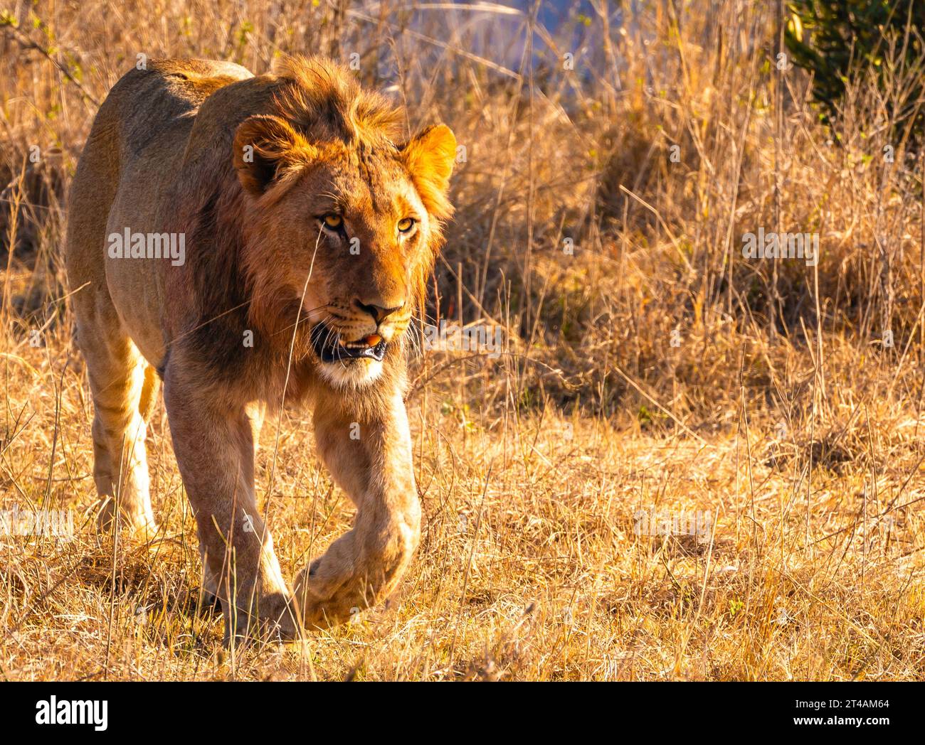 Wild Lion's pride in Nambiti hills private reserve in Ladysmith, South ...