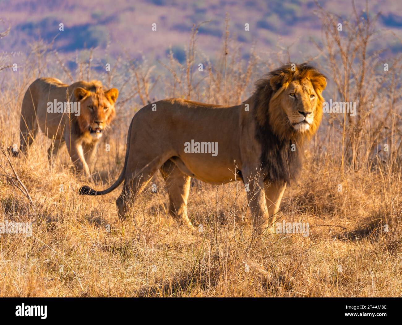 Wild Lion's pride in Nambiti hills private reserve in Ladysmith, South ...