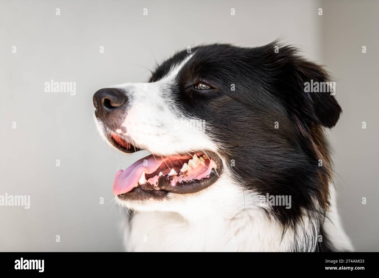 Close up portrait of beautiful Border Collie male pup sitting at the ...