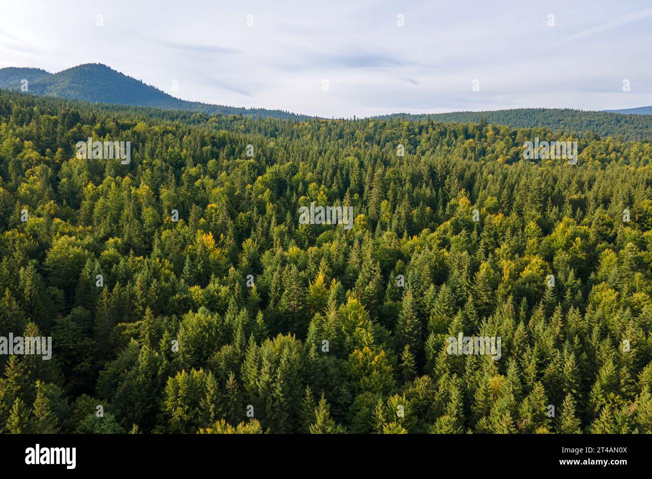 Aerial view of green pine forest with dark spruce trees covering ...