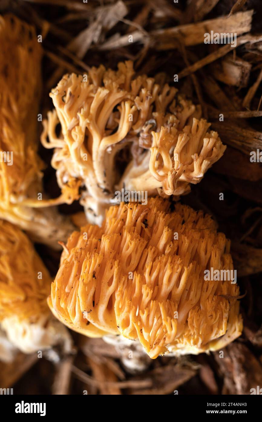 Eusoma hi-res stock photography and images - Alamy