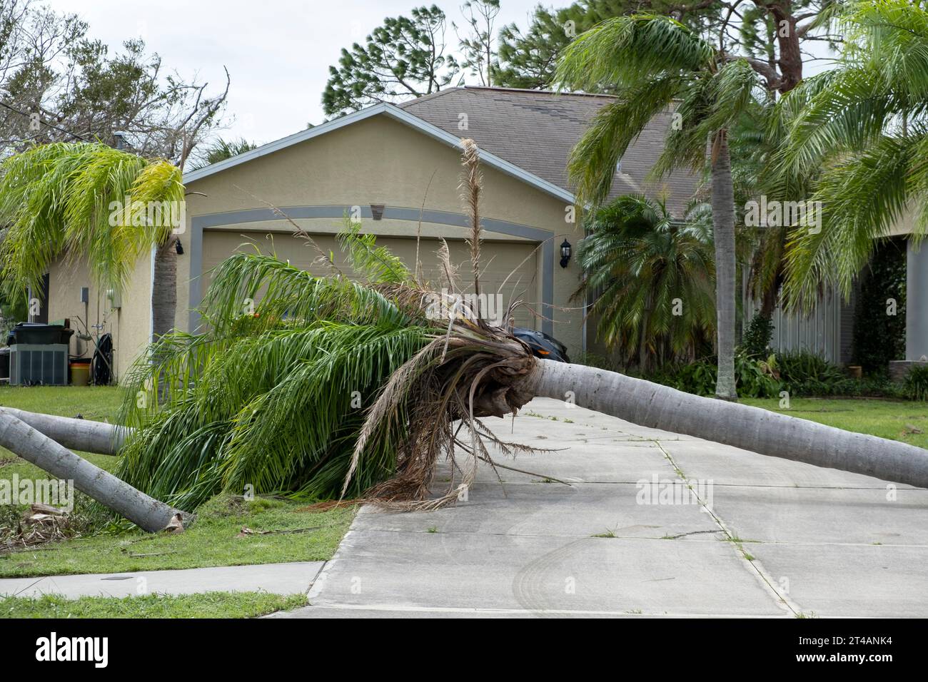 Fallen down palm tree after hurricane in Florida. Consequences of ...