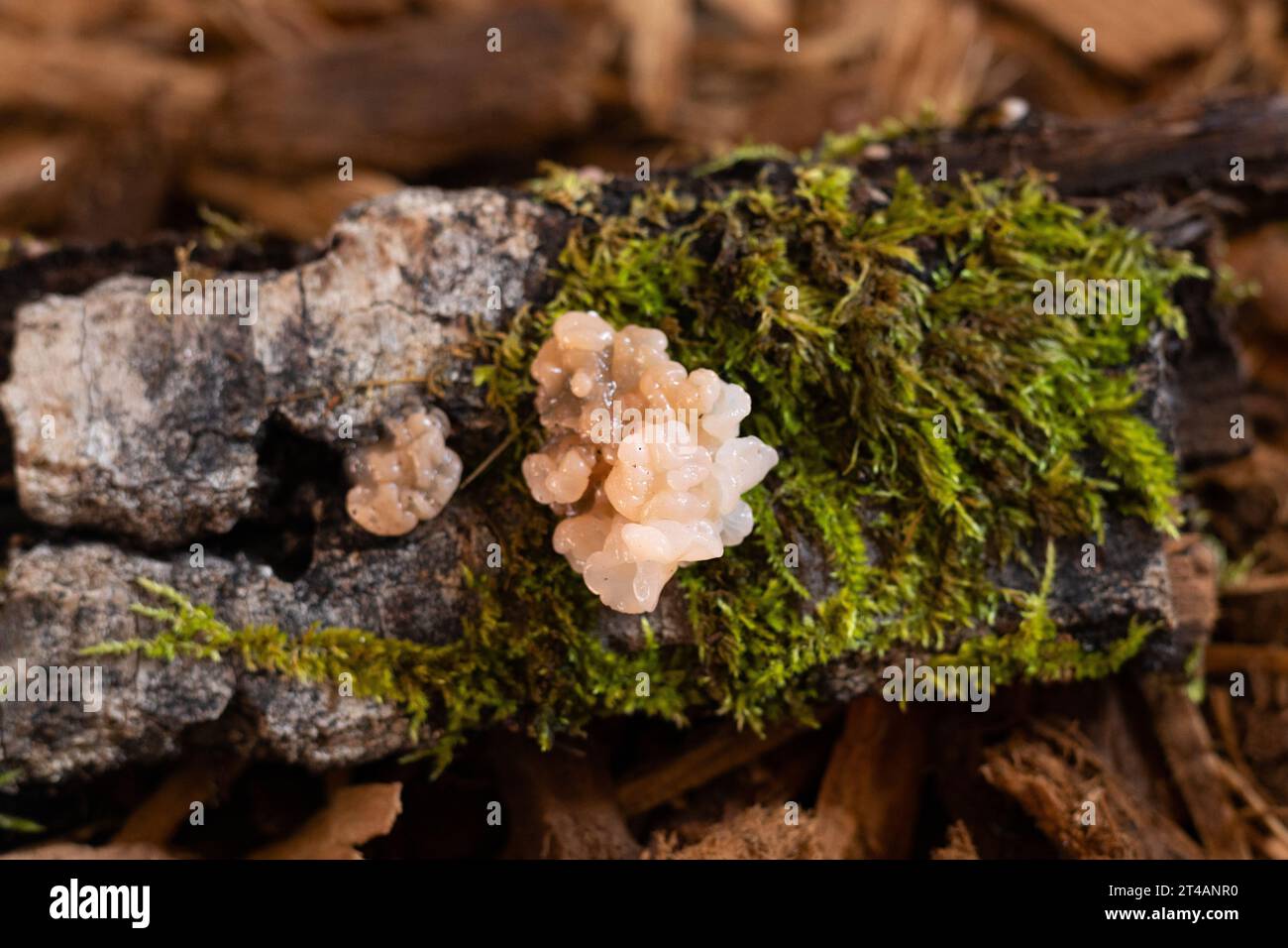 Exidia candida fungi on a log Stock Photo - Alamy