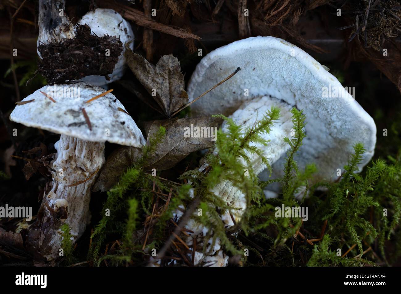 Hypomyces hi-res stock photography and images - Alamy