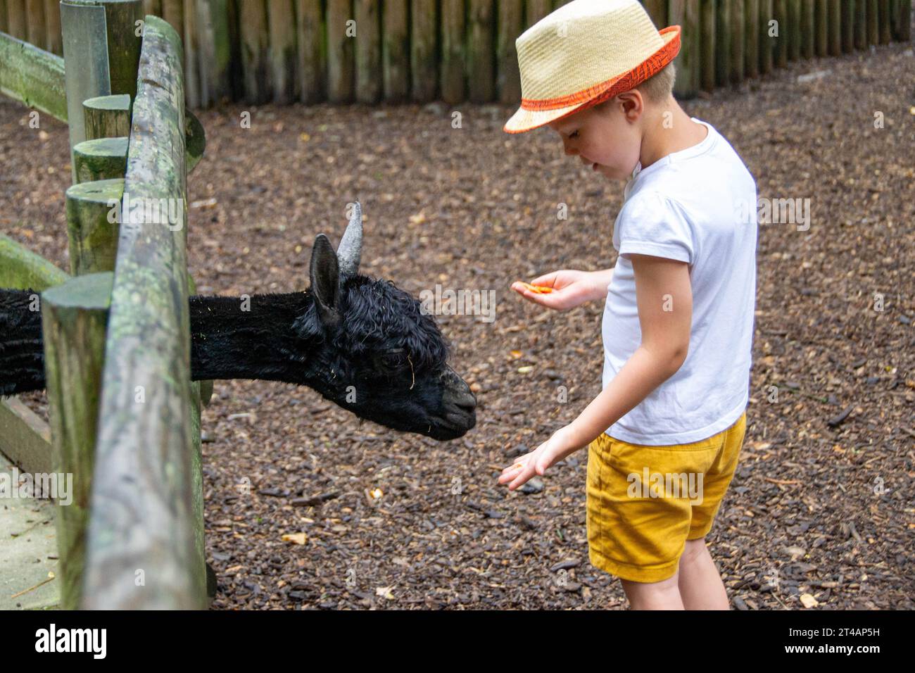 Little kid feeding big lama on an animal farm. Cute young boy feeding ...