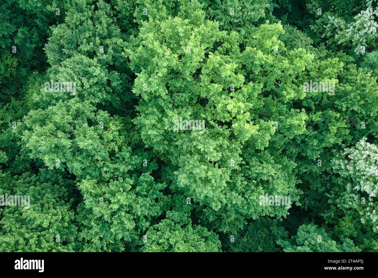 Top down flat aerial view of dark lush forest with green trees canopies ...