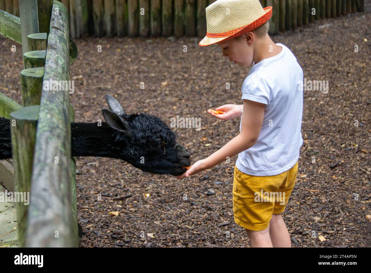 Little kid feeding big lama on an animal farm. Cute young boy feeding ...