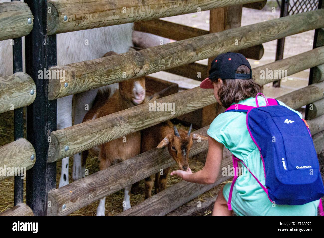 little boy with care feeds the goat. Environmentally friendly product ...