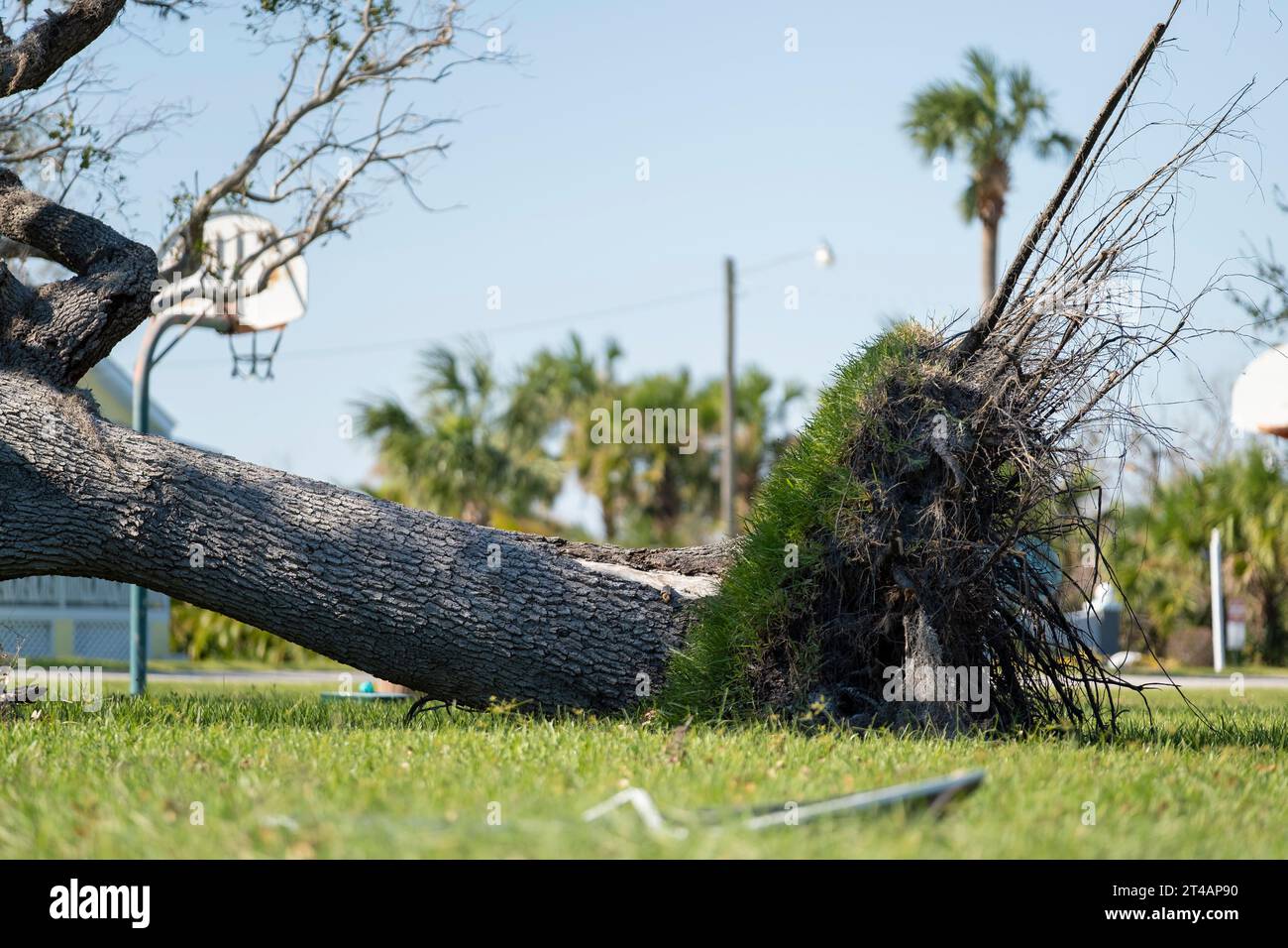 Uprooted tree after hurricane on Florida home front yard. Aftermath of ...